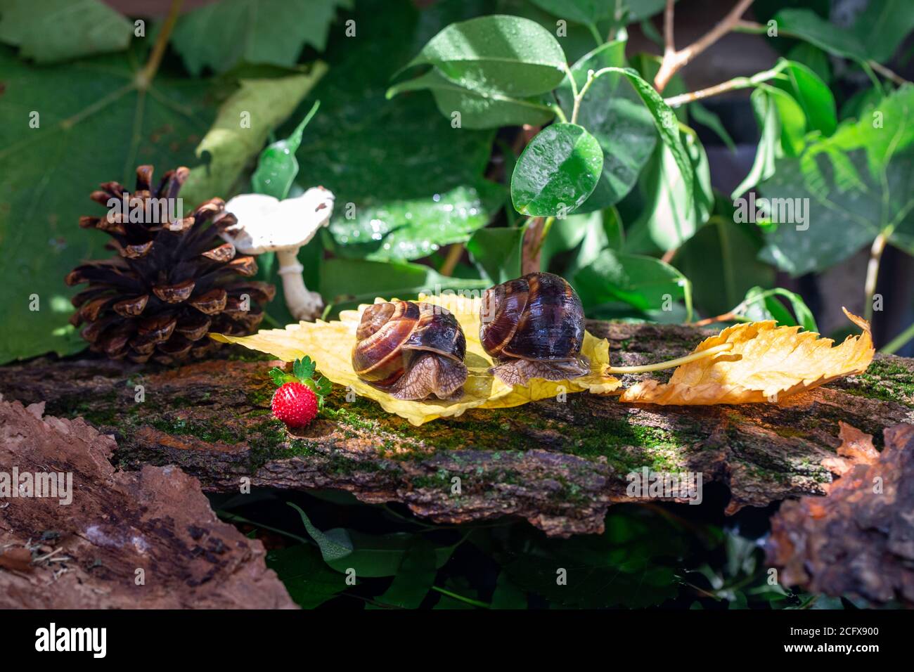 Large snails crawling along the bark of a tree. Photo in the wild ...