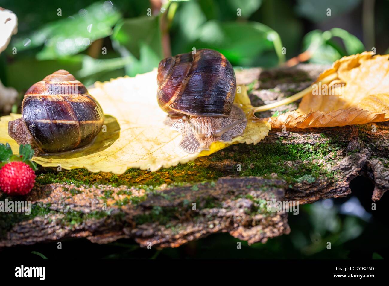 Large snails crawling along the bark of a tree. Photo in the wild ...