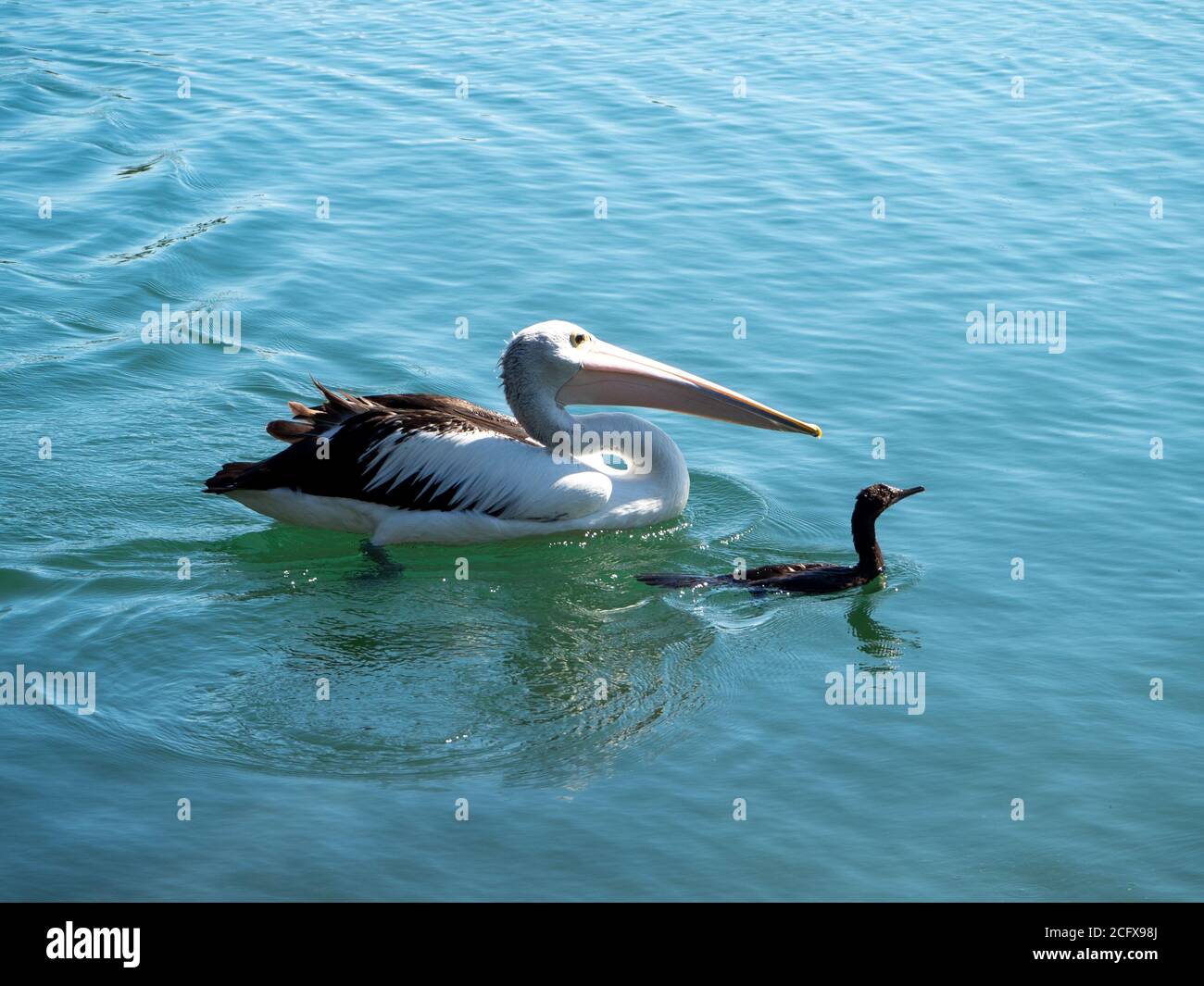 An Australian Pelican with a Little Black Cormorant on the blue river ...