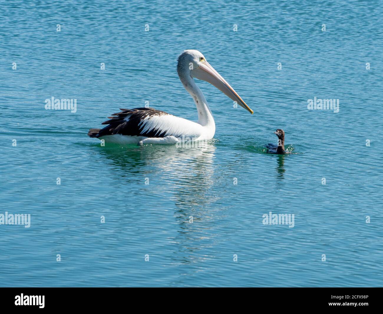An Australian Pelican on the water befriended by a Little Black ...
