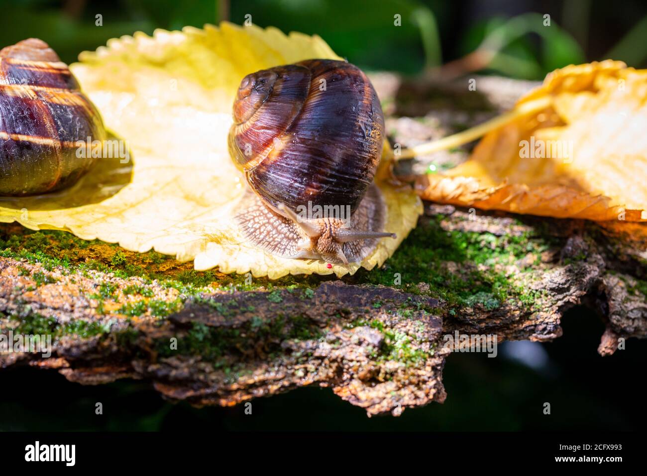 Large snails crawling along the bark of a tree. Photo in the wild ...