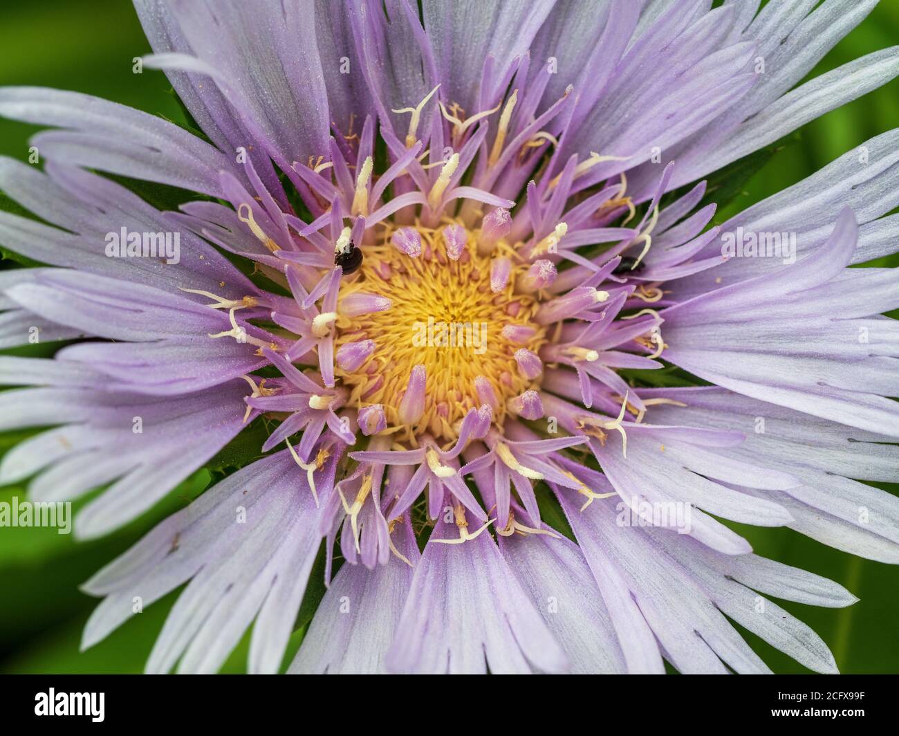 Macro of a pastel Mauve Stokes Aster flower with a yellow centre Stock ...