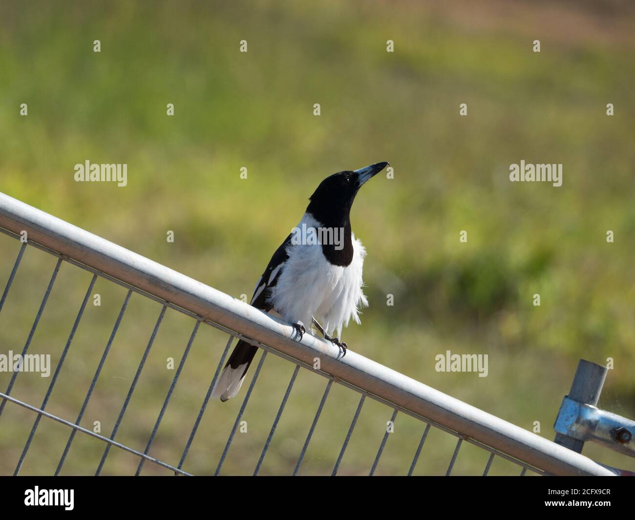 Birds, an Australian Butcherbird perched on a metal fence, it's tufty ...