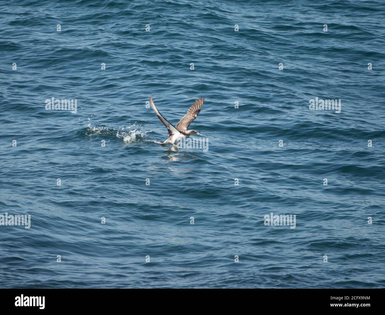 Bird taking off from ocean Stock Photo - Alamy