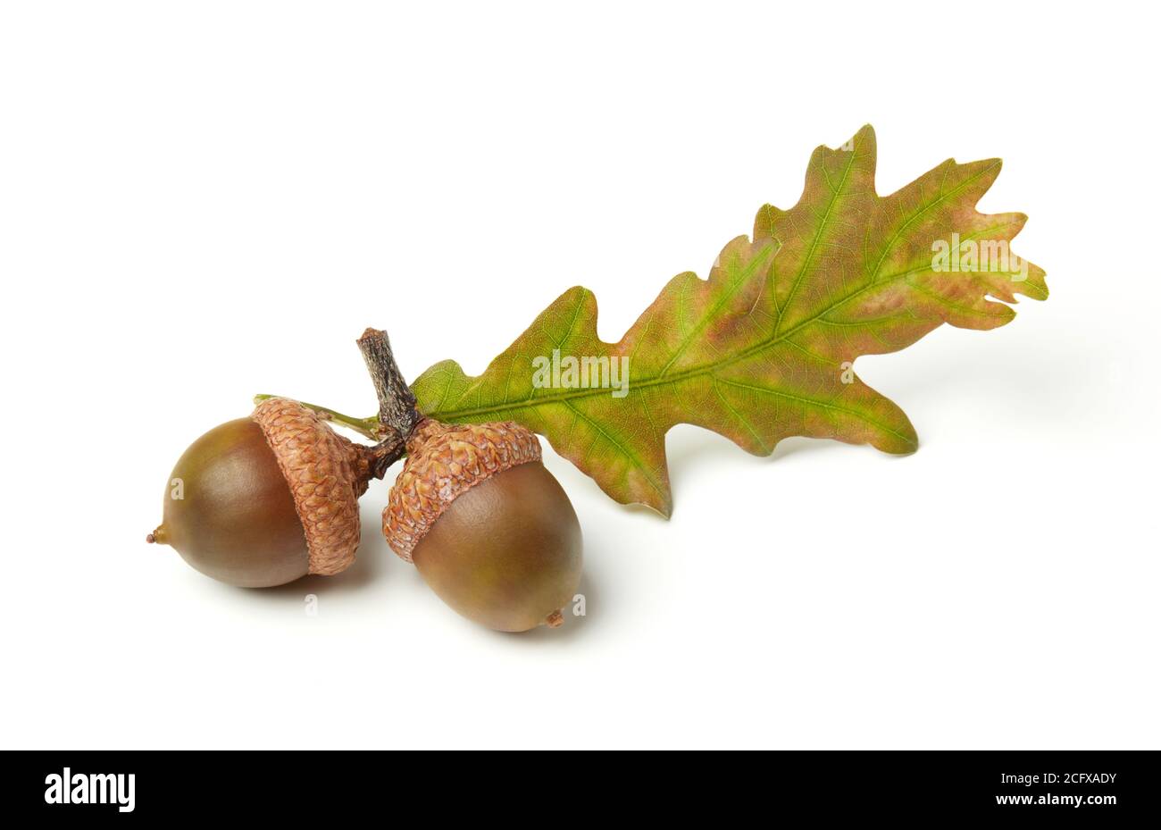 Acorns and oak leaves isolated on white Stock Photo - Alamy