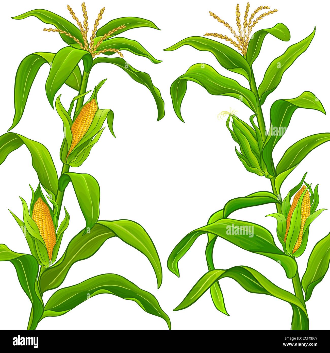 corn vector frame Stock Vector Image & Art - Alamy