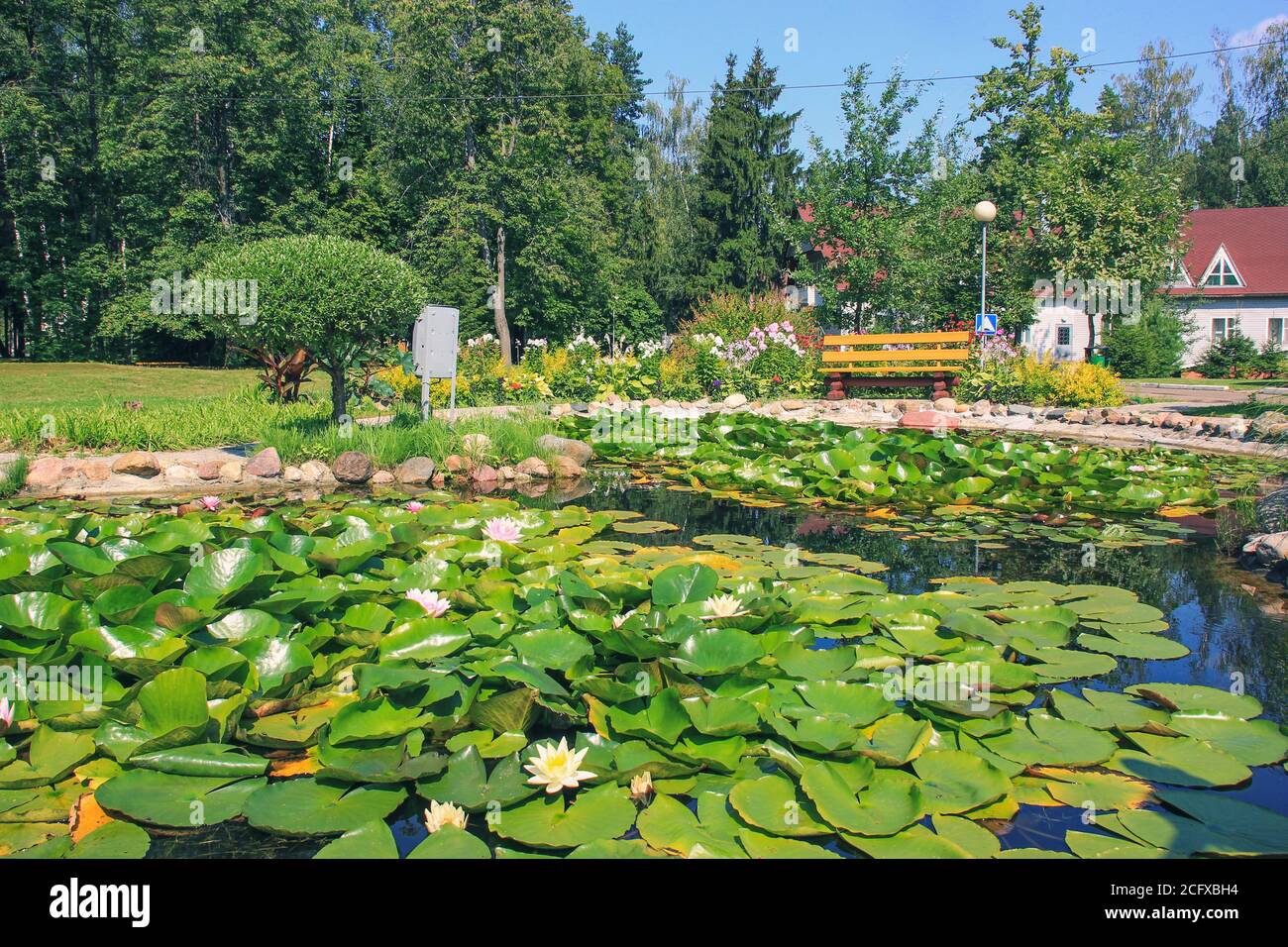 Water plants landscaping.Lovely countryside pond with blooming white ...