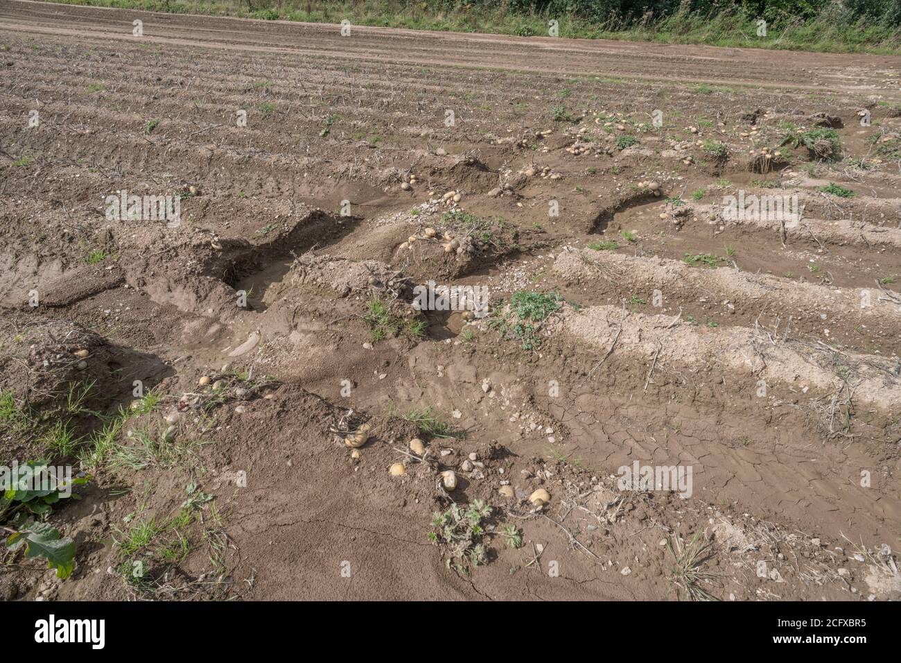 Field of potato tubers exposed after crop washout and soil erosion in ...