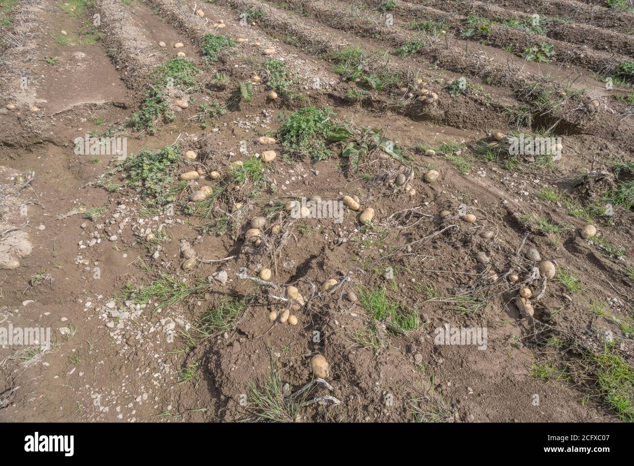 Field of potato tubers exposed after crop washout and soil erosion in ...