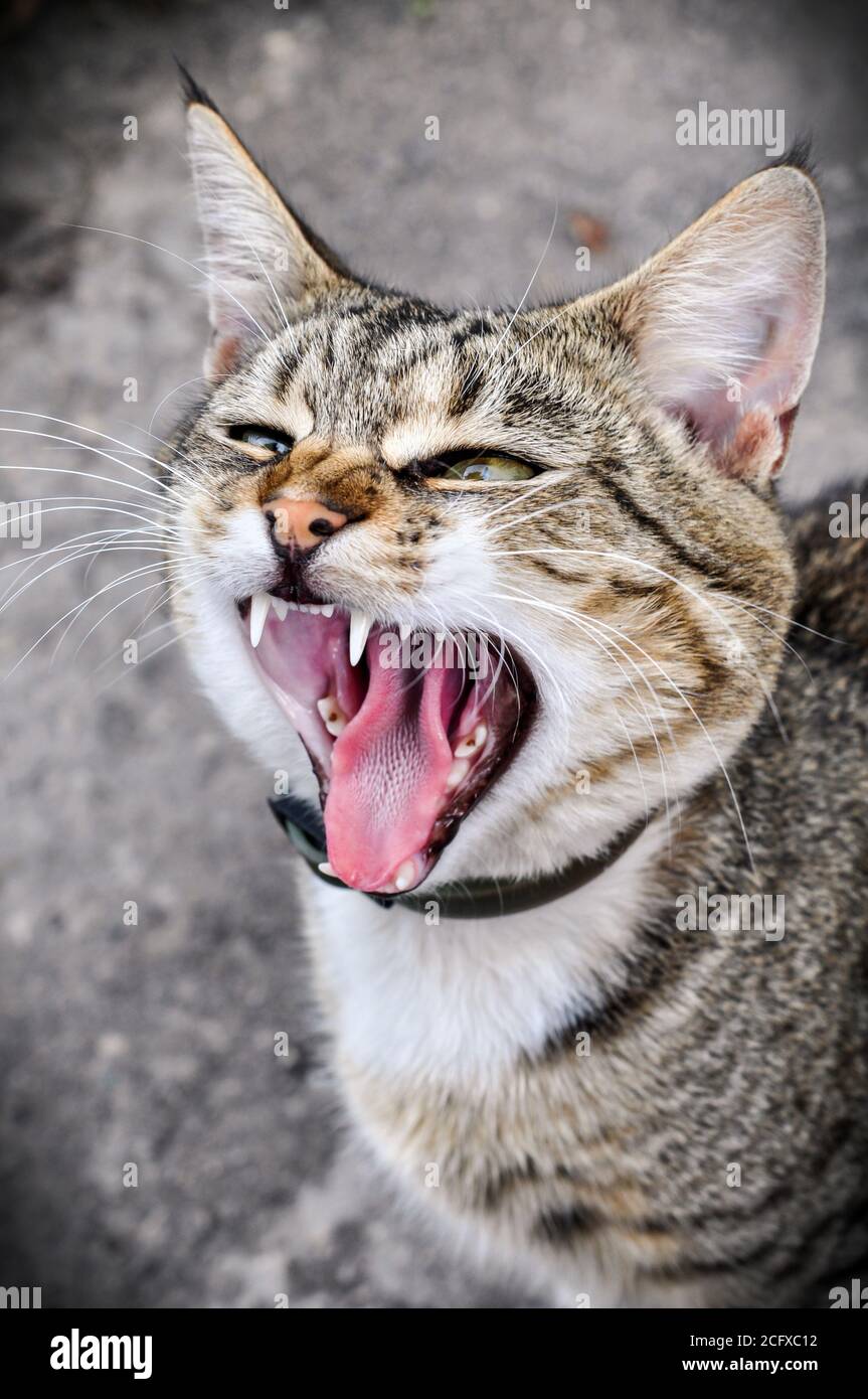 Tabby cat yawns open wide your cat s mouth Stock Photo - Alamy Tabby cat yawns open wide your cat s mouth Stock Photo - Alamy