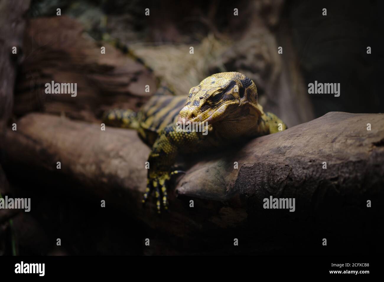 Close-up of Mindanao Water Monitor (Varanus Cumingi Stock Photo - Alamy