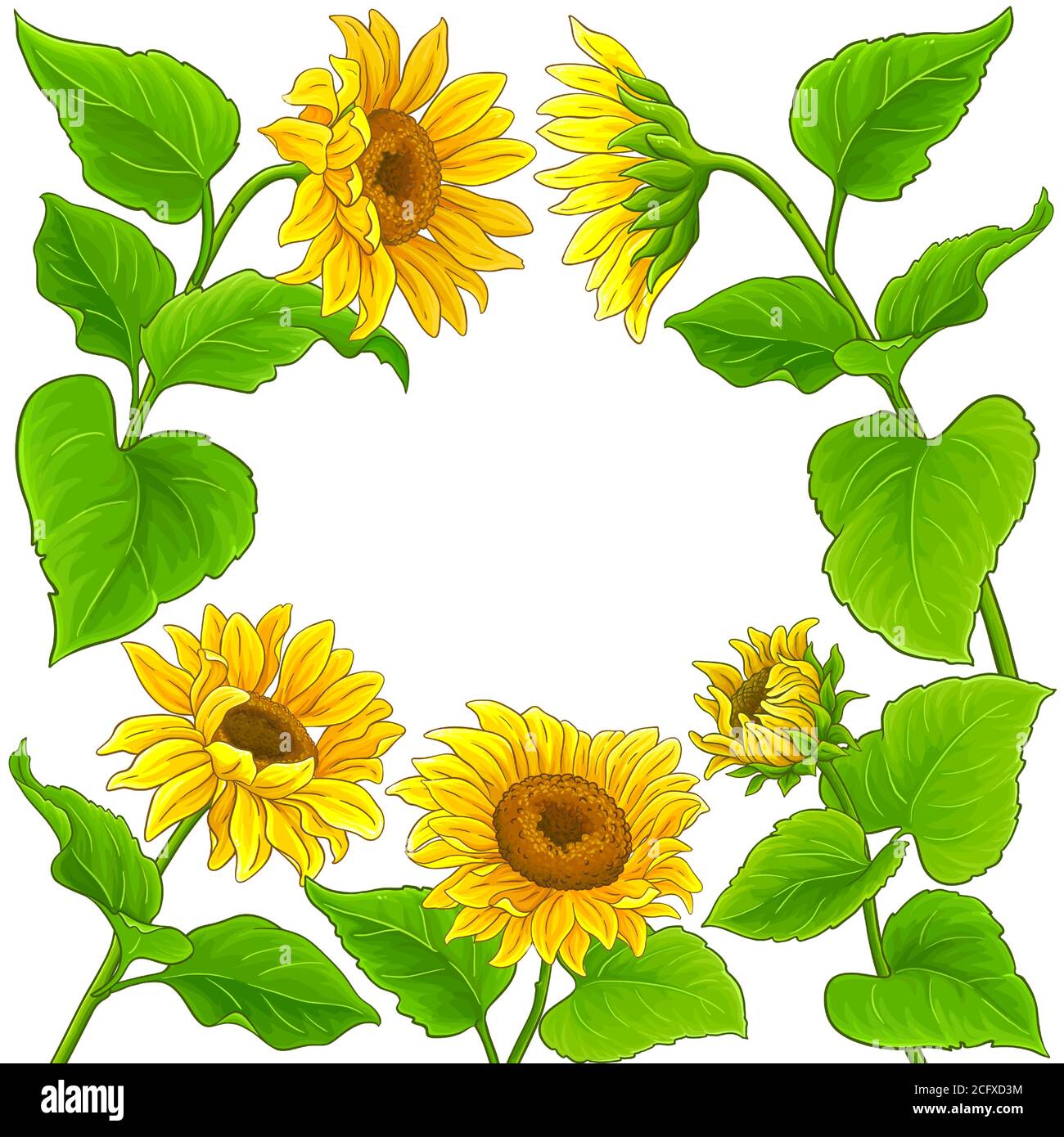 sunflower vector frame Stock Vector Image & Art - Alamy
