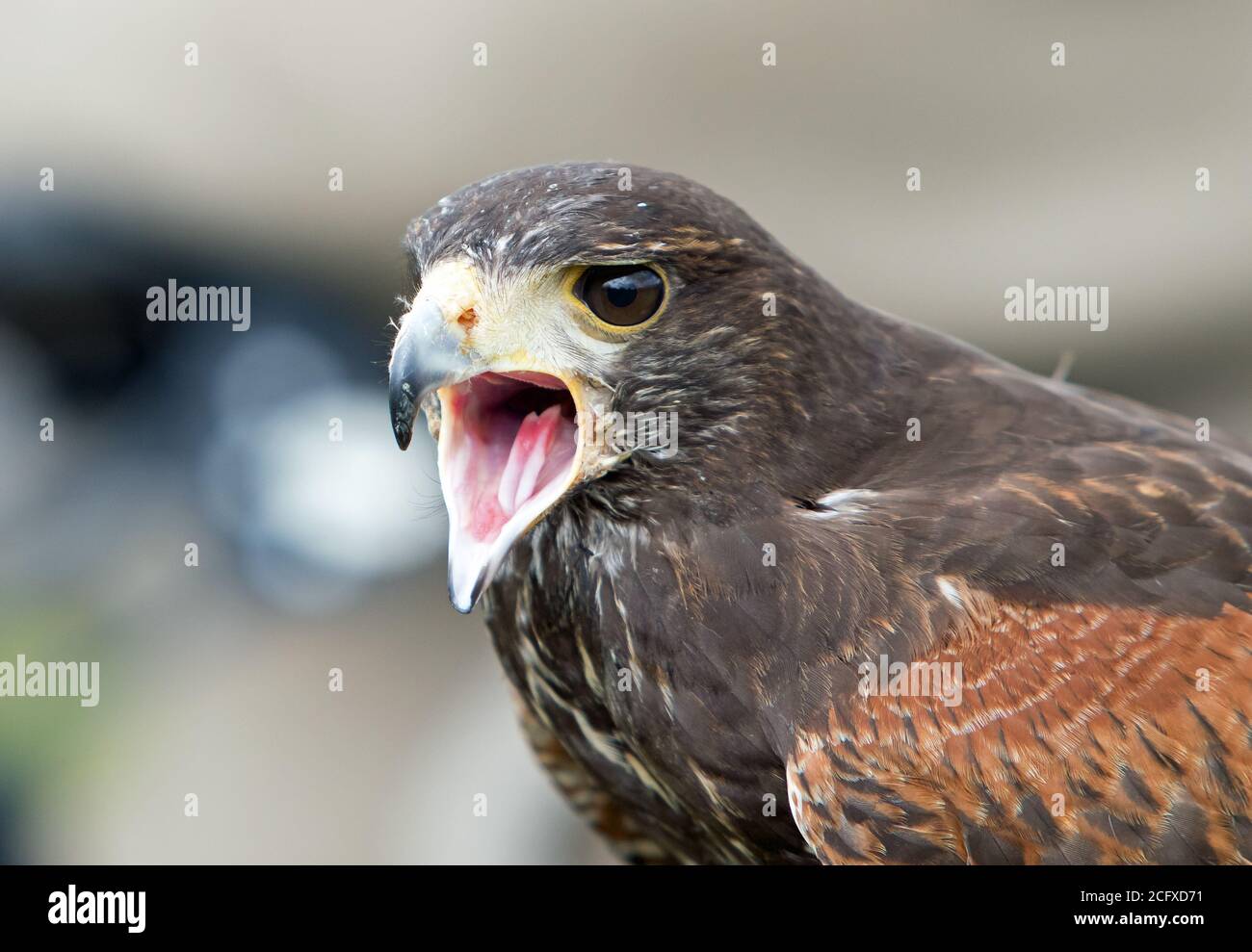 Johnny rook bird hi-res stock photography and images - Alamy