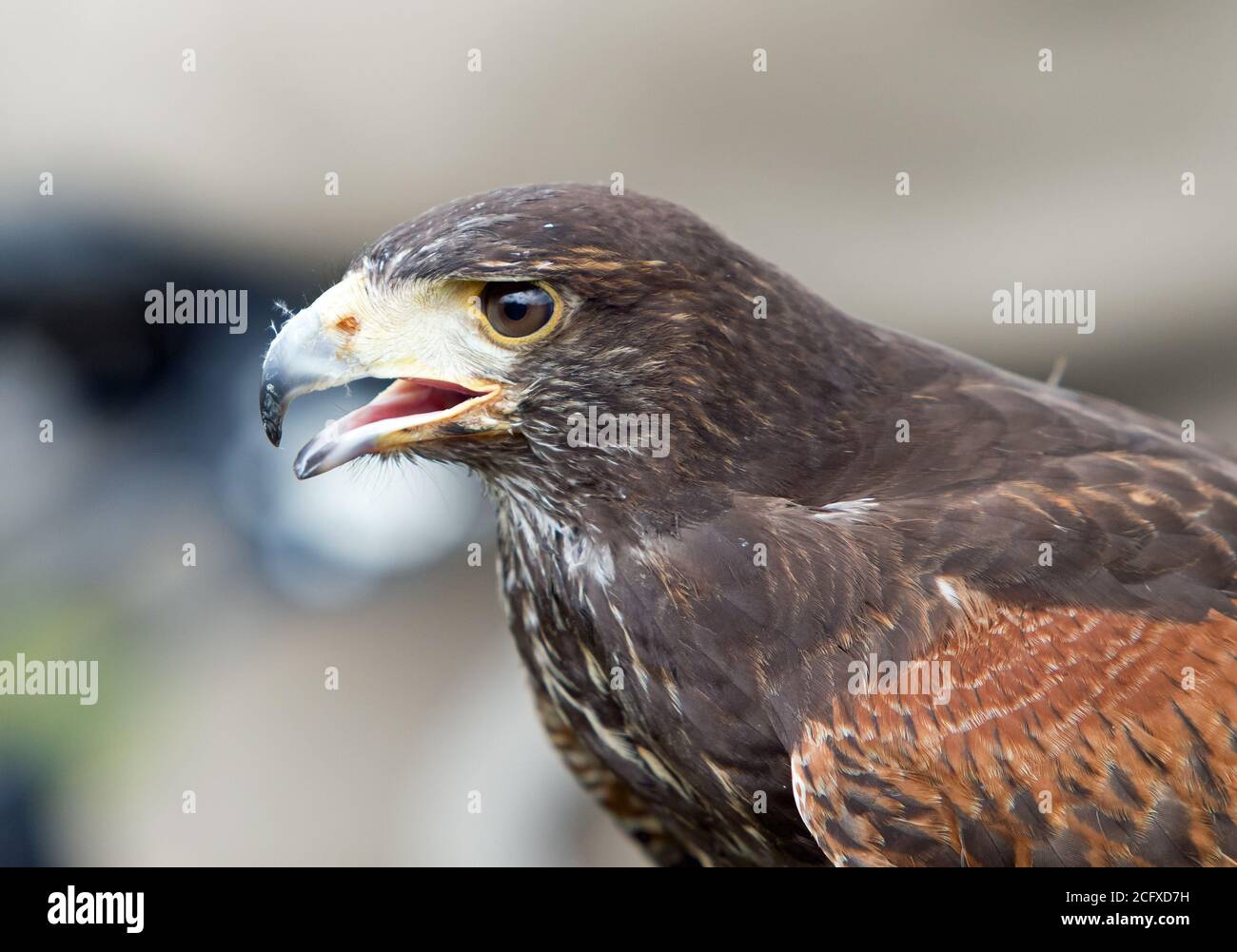 Johnny rook bird hi-res stock photography and images - Alamy