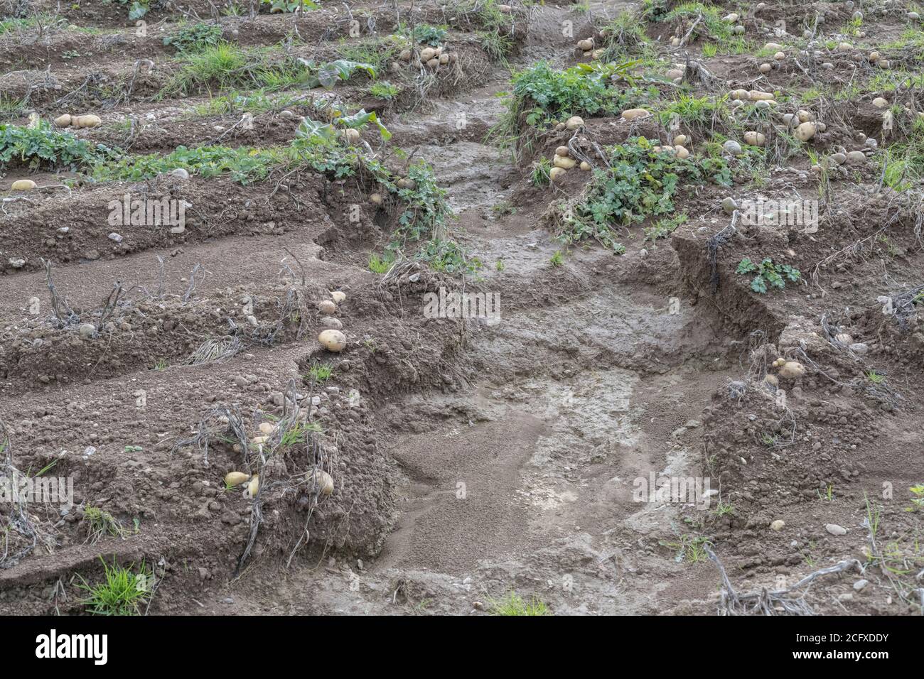 Field of potato tubers exposed after crop washout and soil erosion in ...