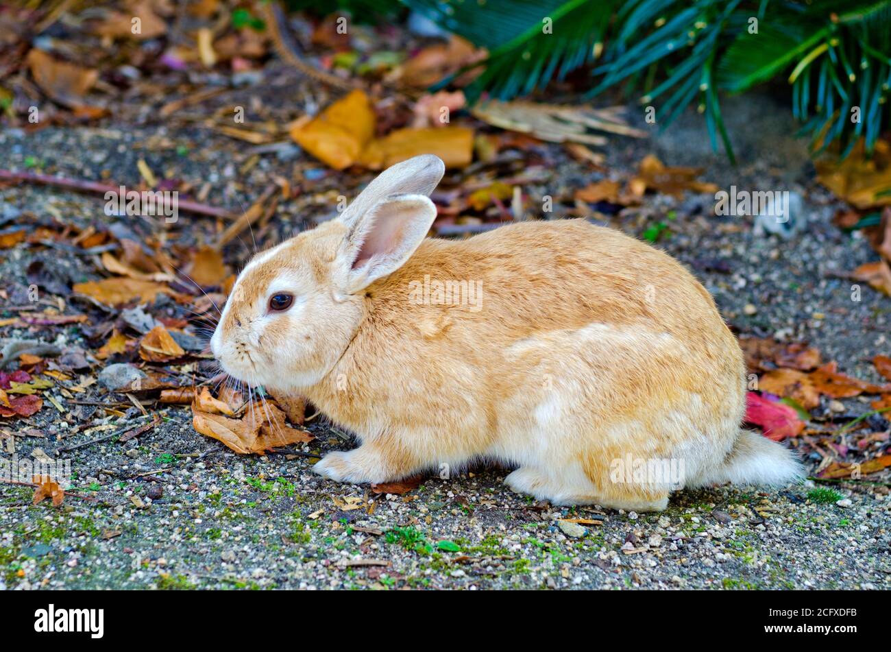 A rabbit in Okunoshima island, Hiroshima, Japan Stock Photo - Alamy