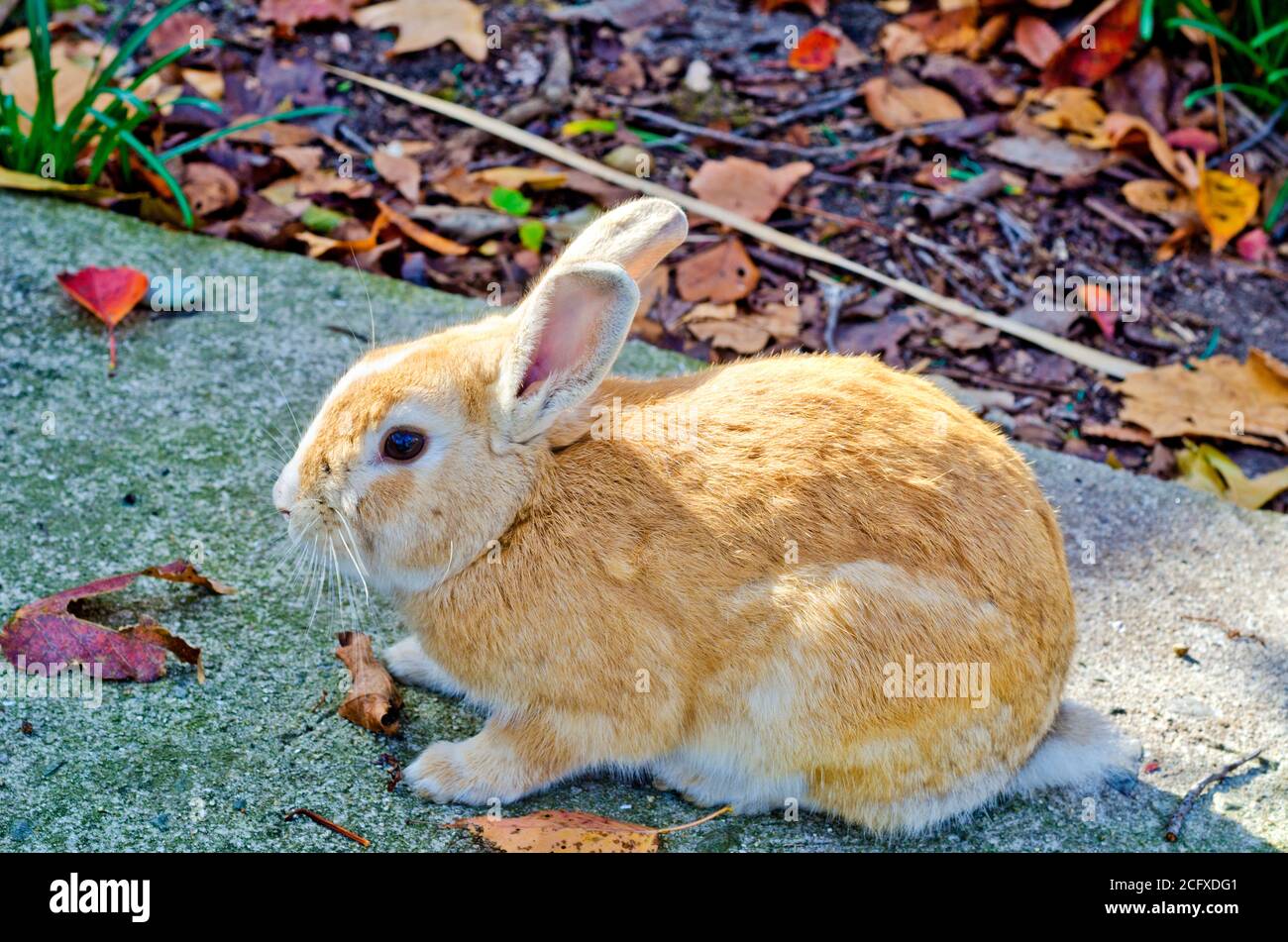 A rabbit in Okunoshima island, Hiroshima, Japan Stock Photo - Alamy