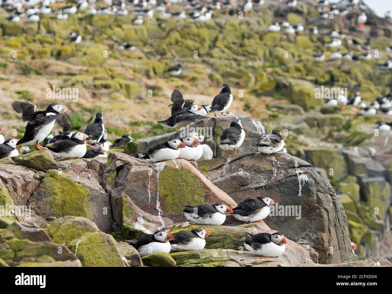 Breeding site of a large flock of puffins on the Farne Islands ...