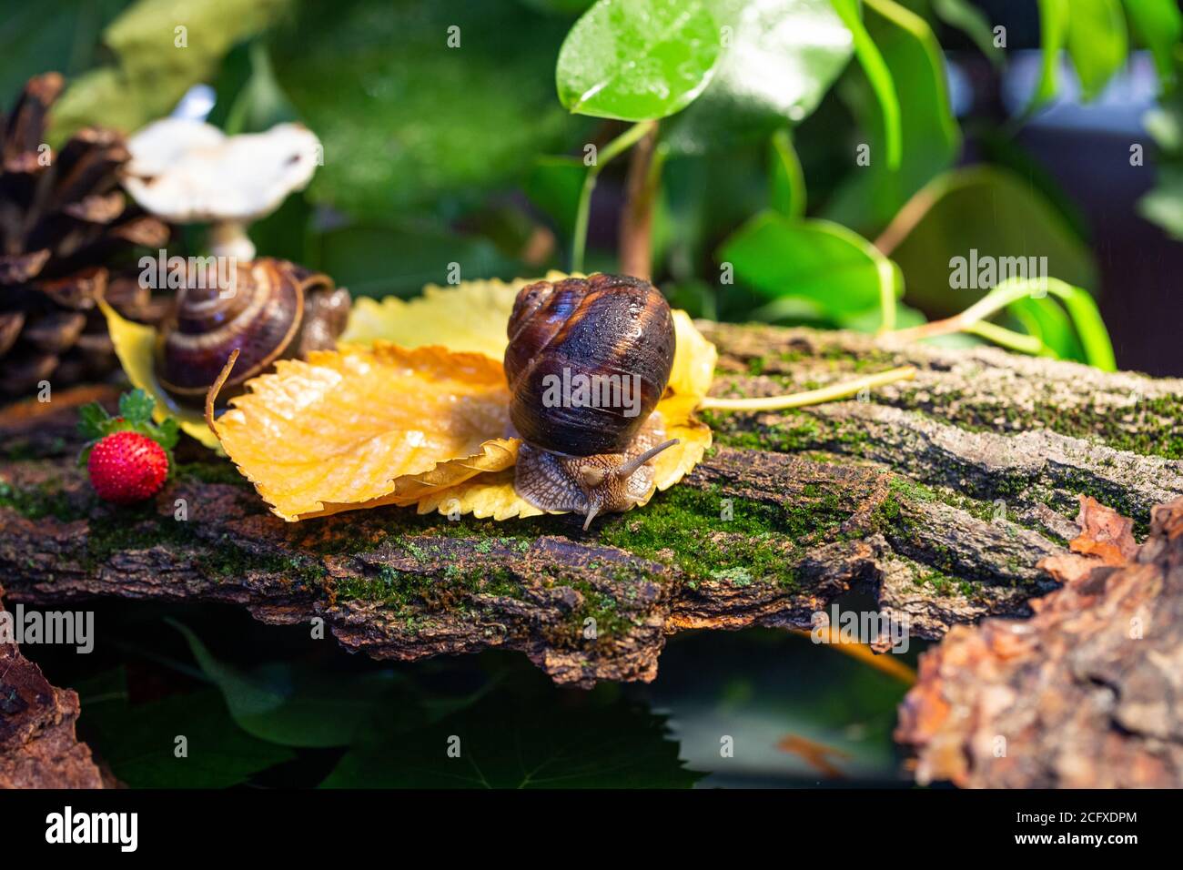 Large snails crawling along the bark of a tree. Photo in the wild ...