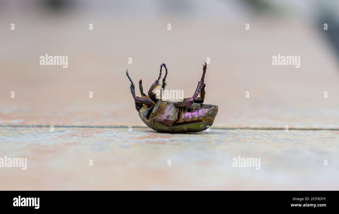 The beetle lies on its back and cannot lift Stock Photo - Alamy
