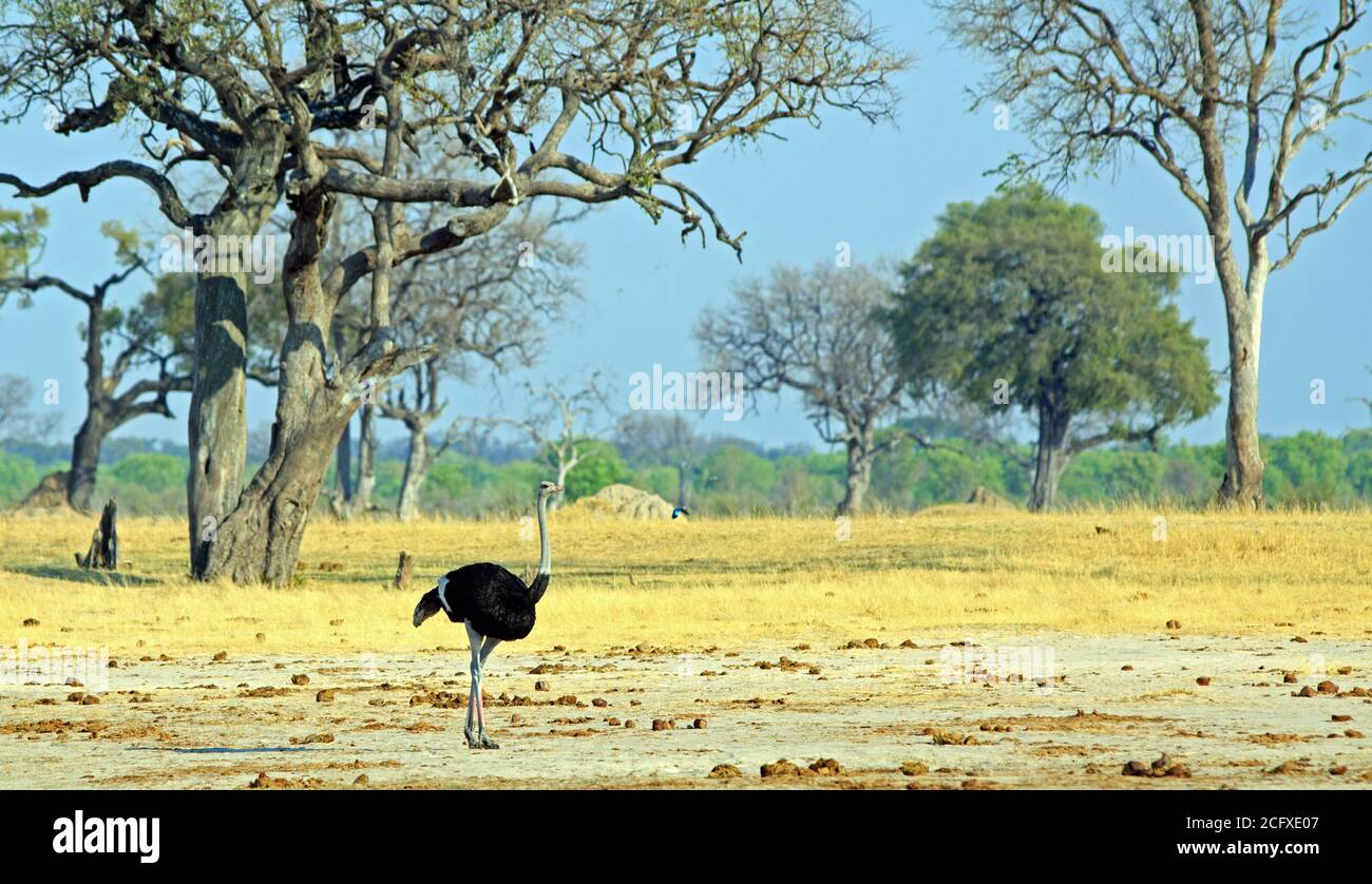 Male Ostrich standing on the open plains with a large Baobab tree in ...