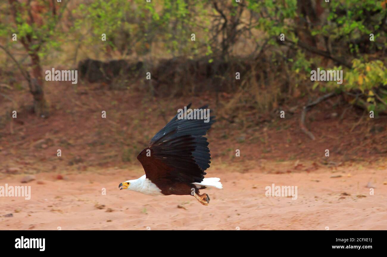 African Fish Eagle in flight - Lake Kariba, Zimbabwe Stock Photo - Alamy