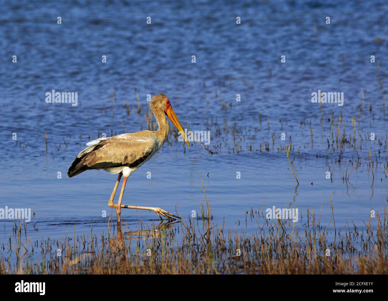 Yellow Billed Stork wading at the edge of a bright blue rippled lake ...