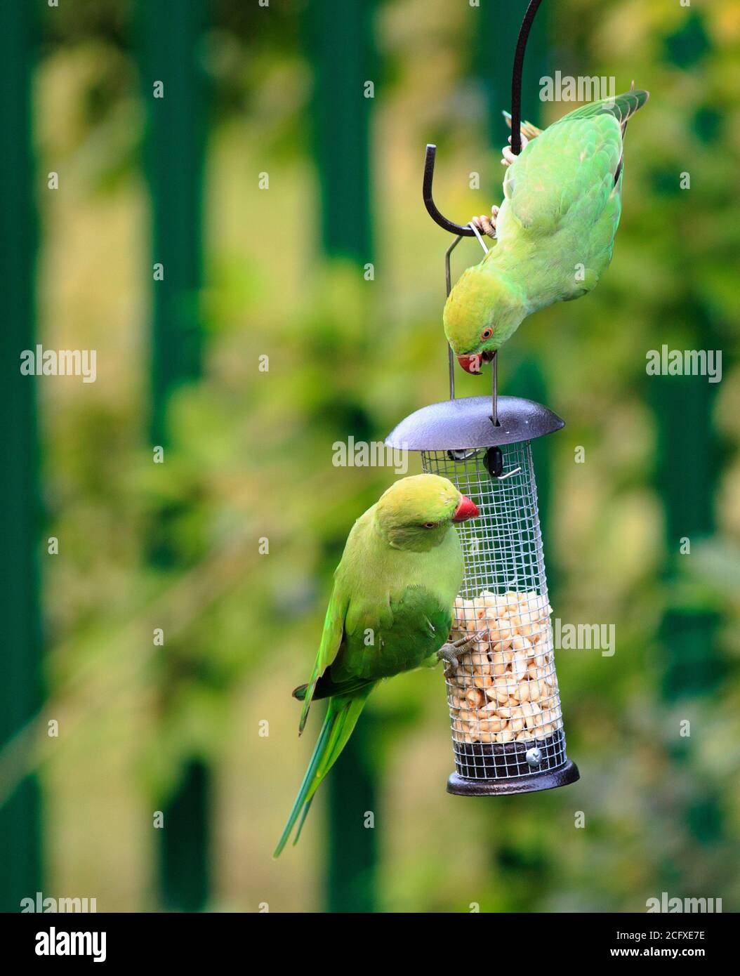 Native species hi-res stock photography and images - Alamy