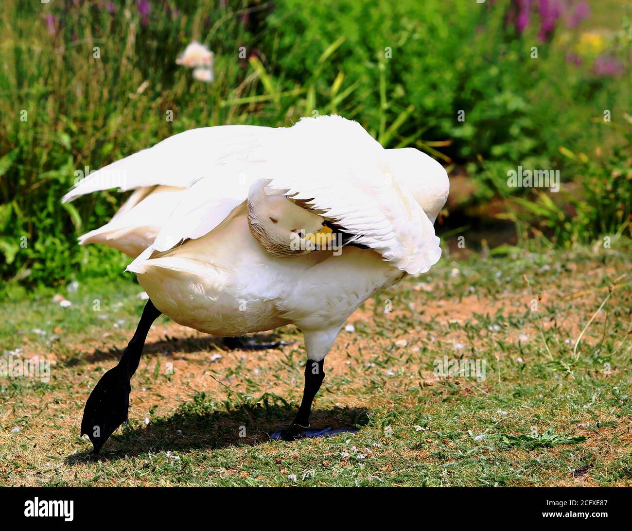 Head tucked under wing hi-res stock photography and images - Alamy