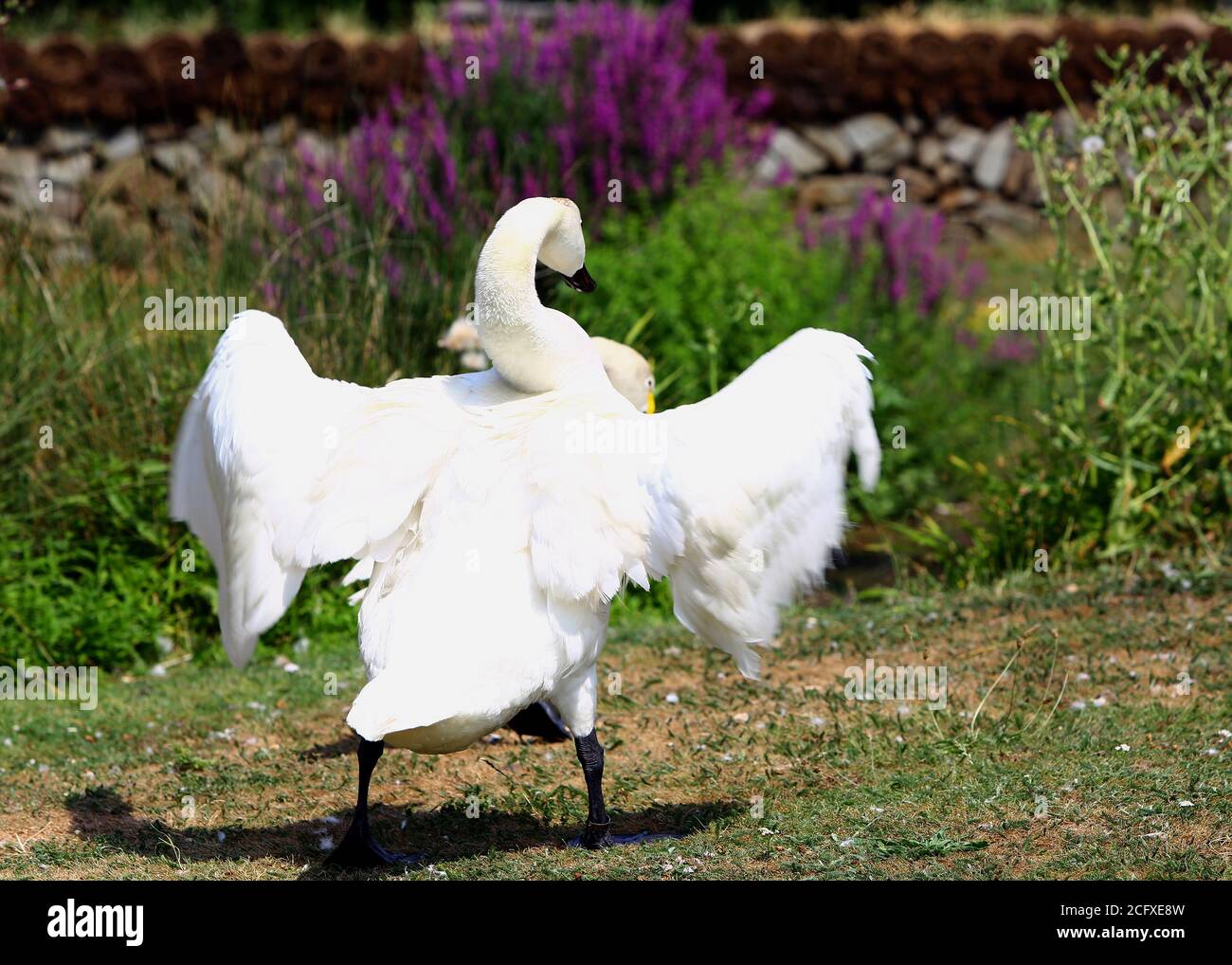 Bewicks Swan flapping it's wings against a natural grassland background ...