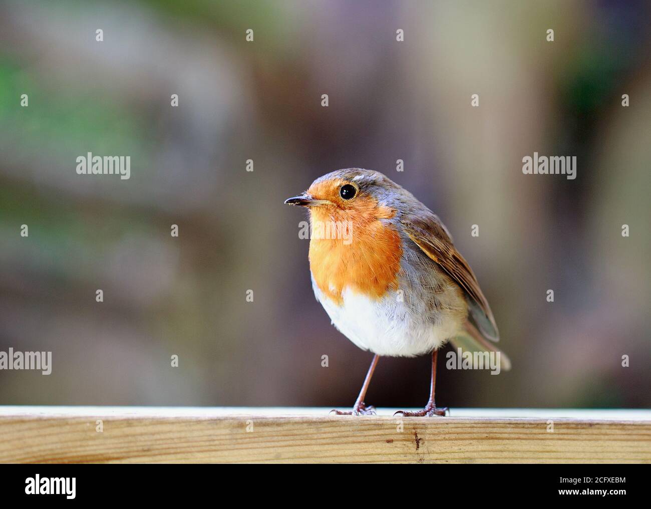 Cute Little Robin Redbreast perched on a fence against a natural ...