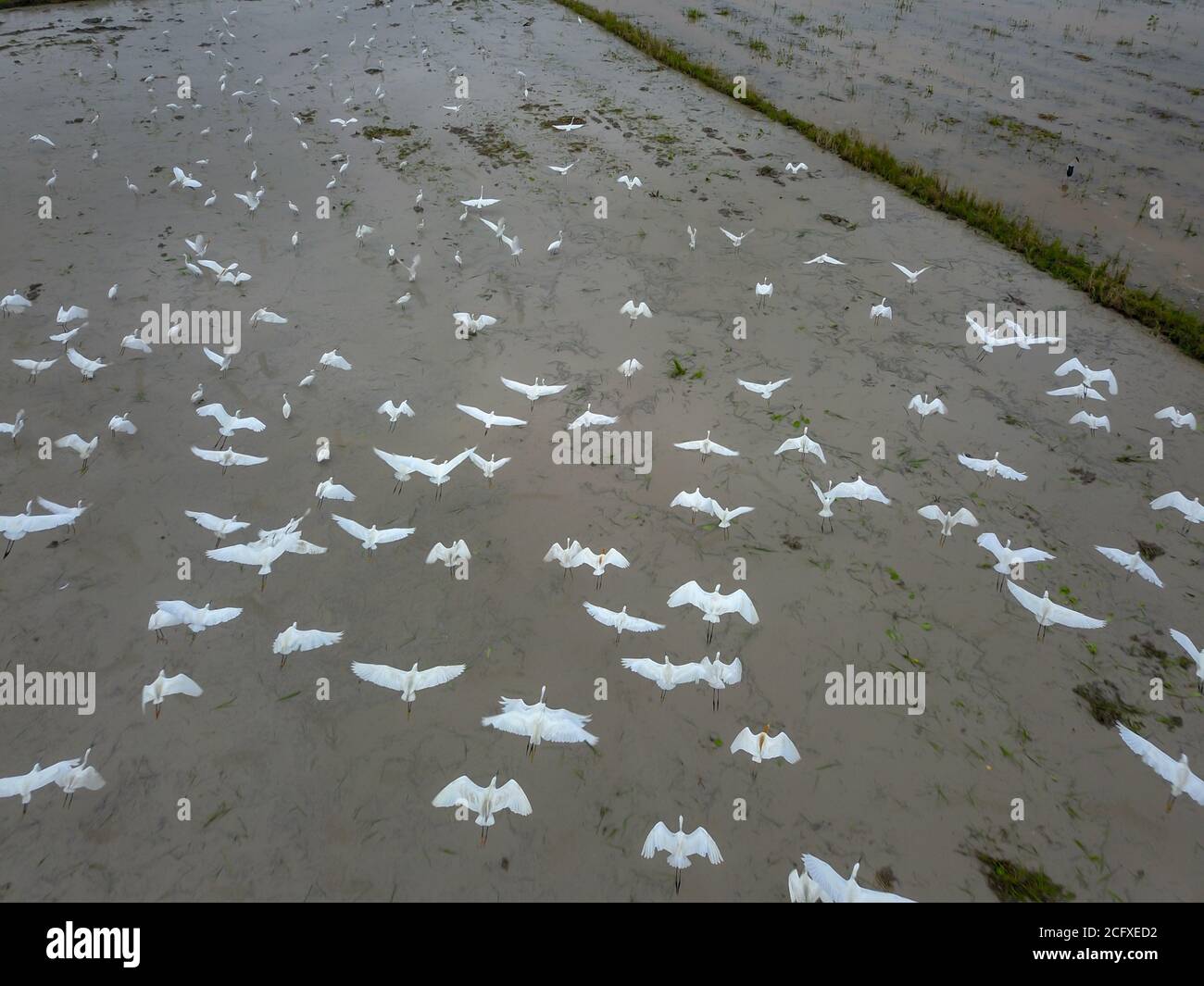 Flock of egrets flying over a lake Stock Photo - Alamy