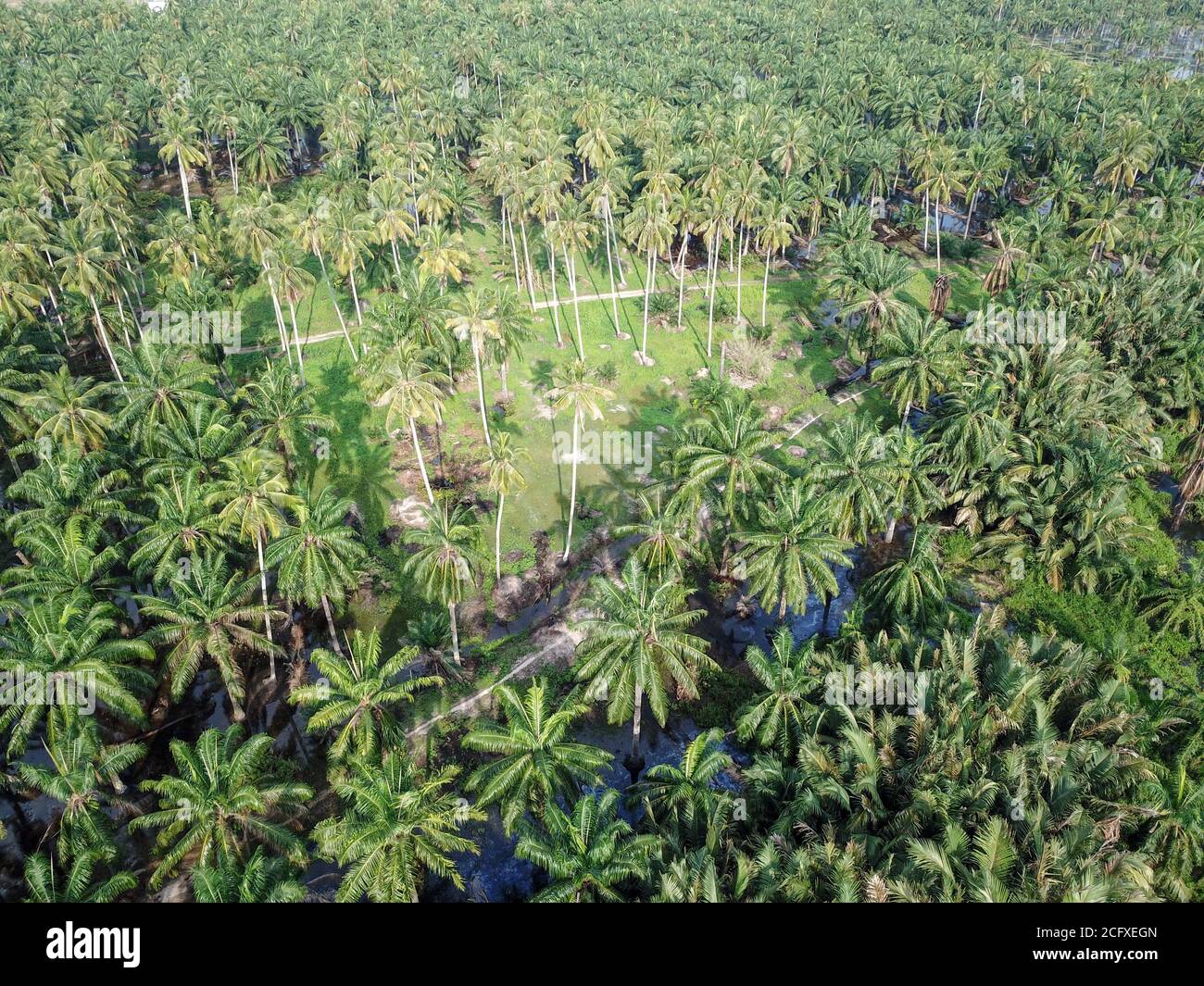 Aerial shot of palm tree field Stock Photo - Alamy