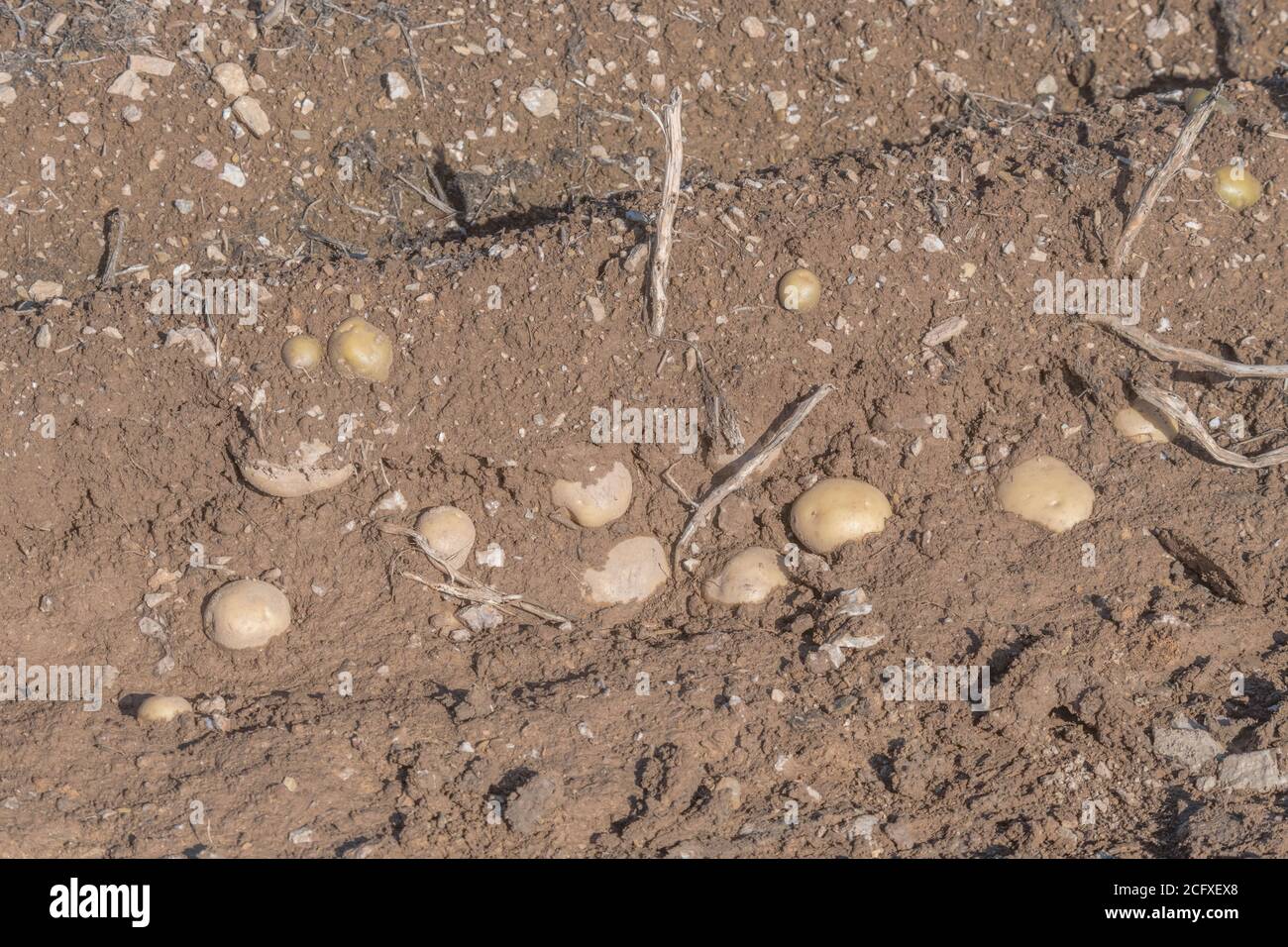 Exposed potatoes in ridges / hills with top shaws visible & awaiting ...