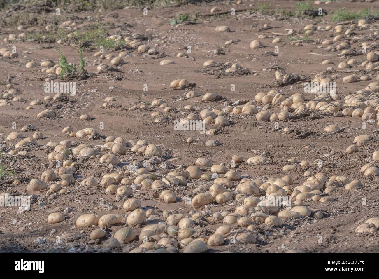 Potatoes lying in field hi-res stock photography and images - Alamy