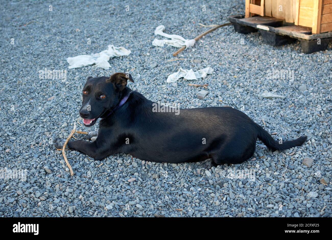 A black Majorca Shepherd dog lying on the ground at daytime Stock Photo ...