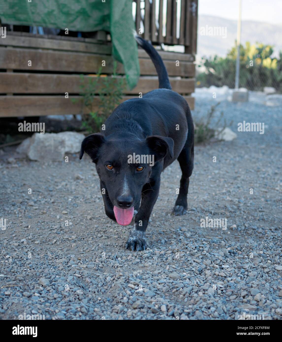 A closeup of a black Majorca Shepherd Dog walking in a park at daytime ...