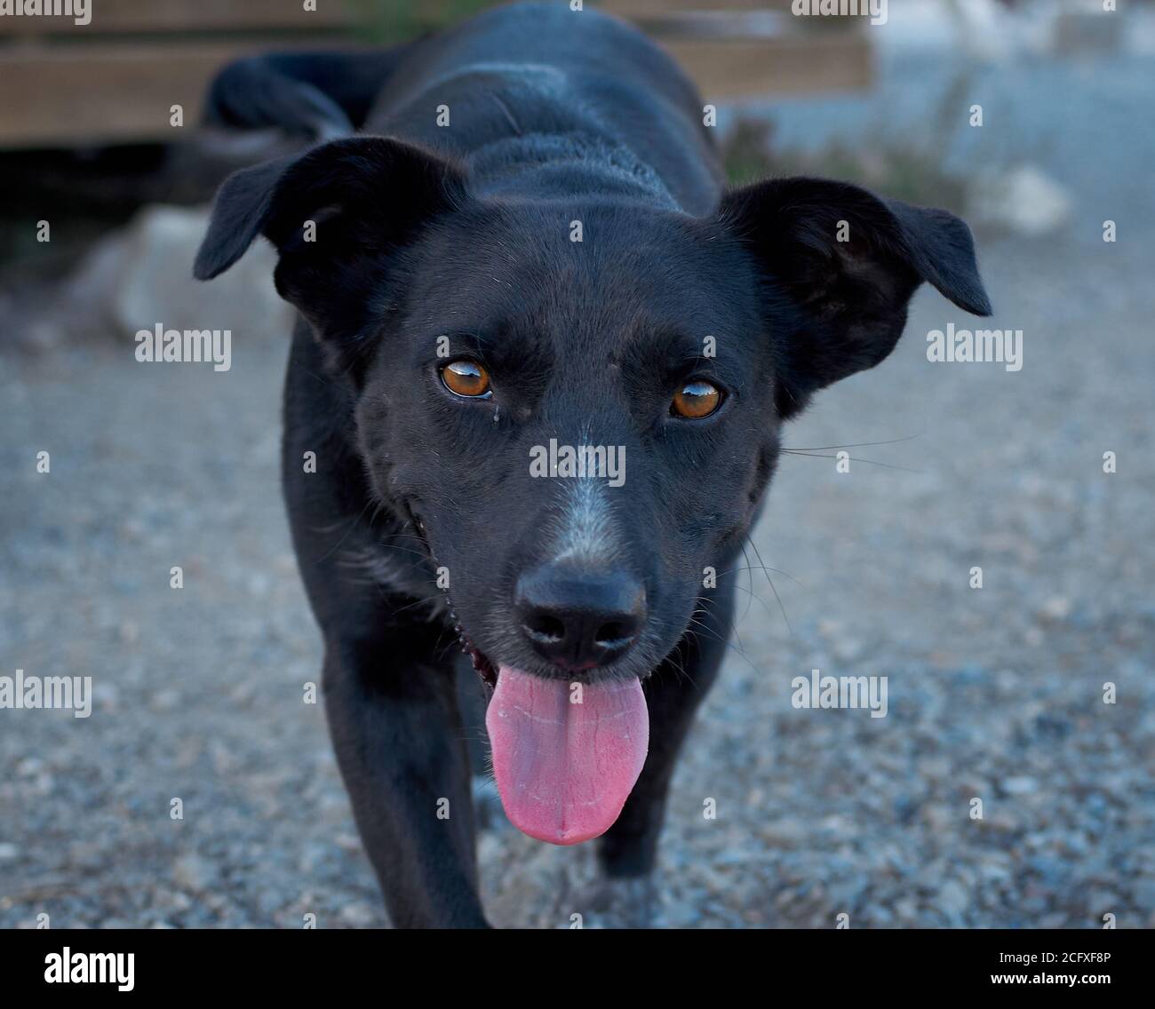 Majorca Shepherd High Resolution Stock Photography and Images - Alamy