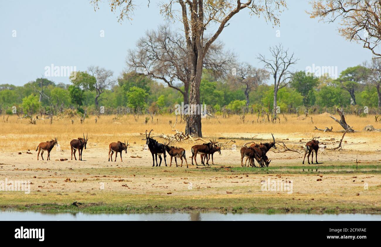 Large Herd of Sable Antelope standing on the open plains in Hwange ...