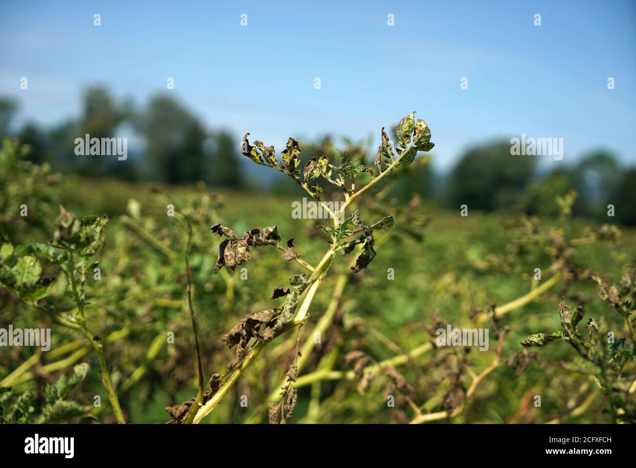 Fungi infested plant hi-res stock photography and images - Alamy