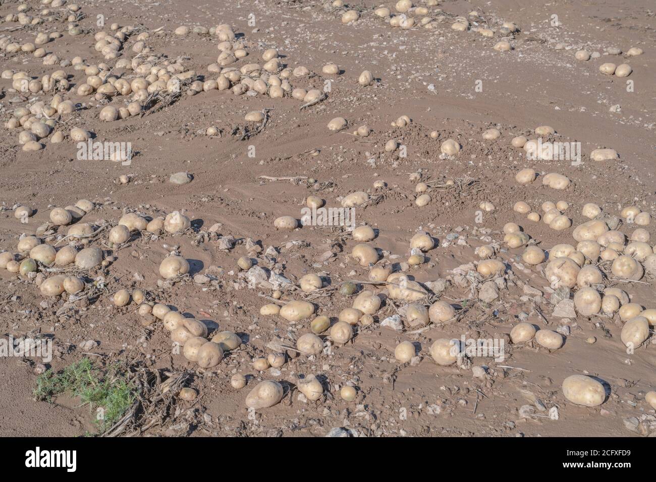 Hot potato dropped metaphor hi-res stock photography and images - Alamy