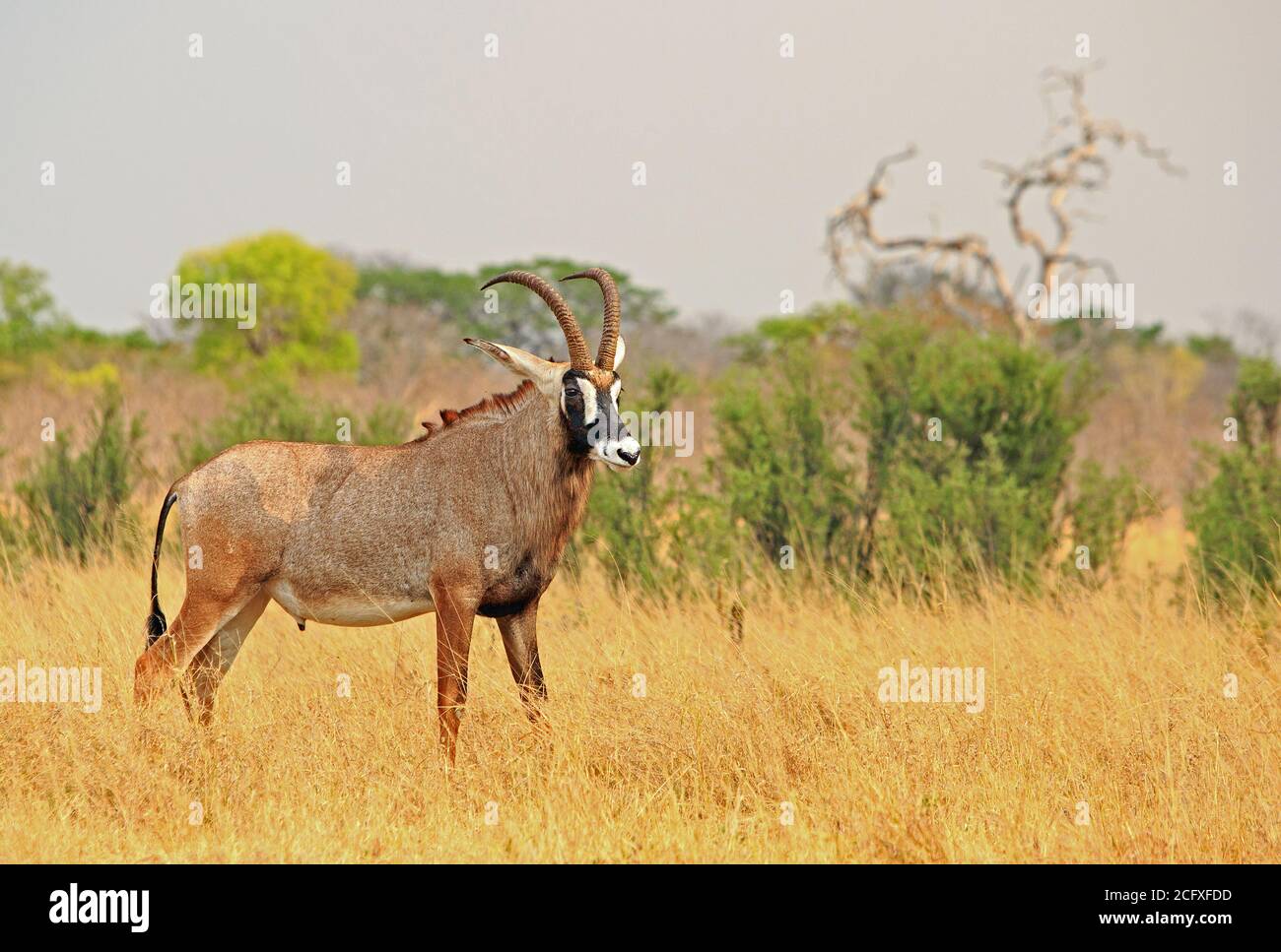 Close up of a Large Adult Male Roan Antelope - Hippotragus equinus ...