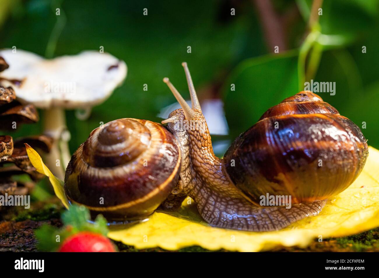 Large snails crawling along the bark of a tree. Photo in the wild ...