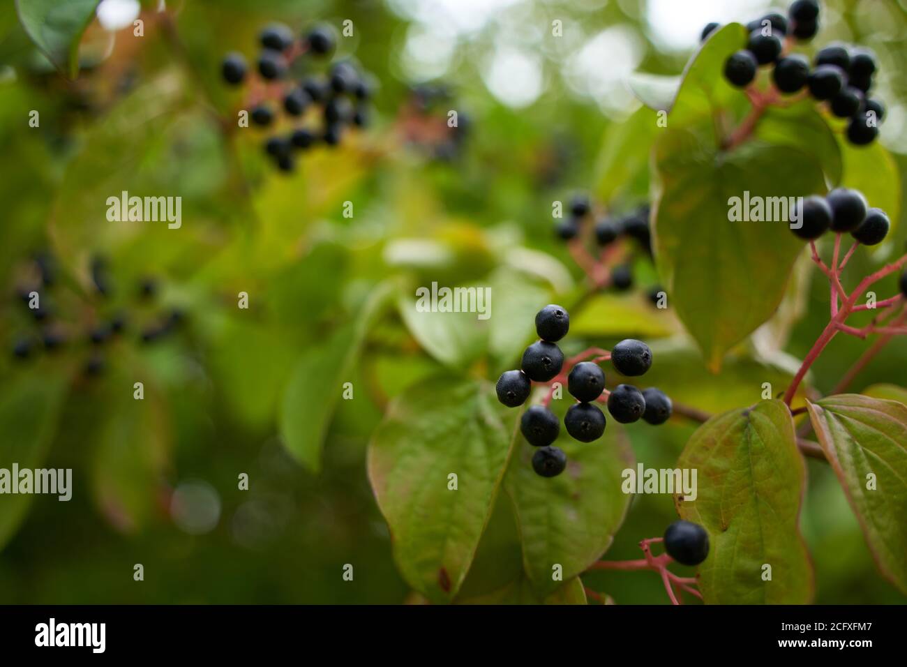 Selective focus shot of blue currants on tree branches Stock Photo - Alamy