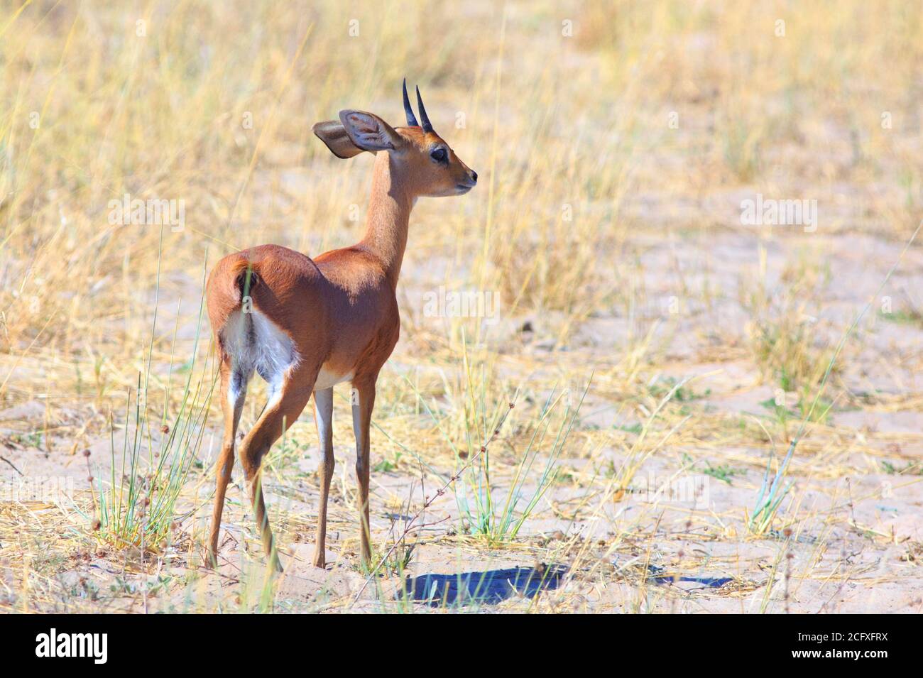 Smallest african antelope hi-res stock photography and images - Alamy