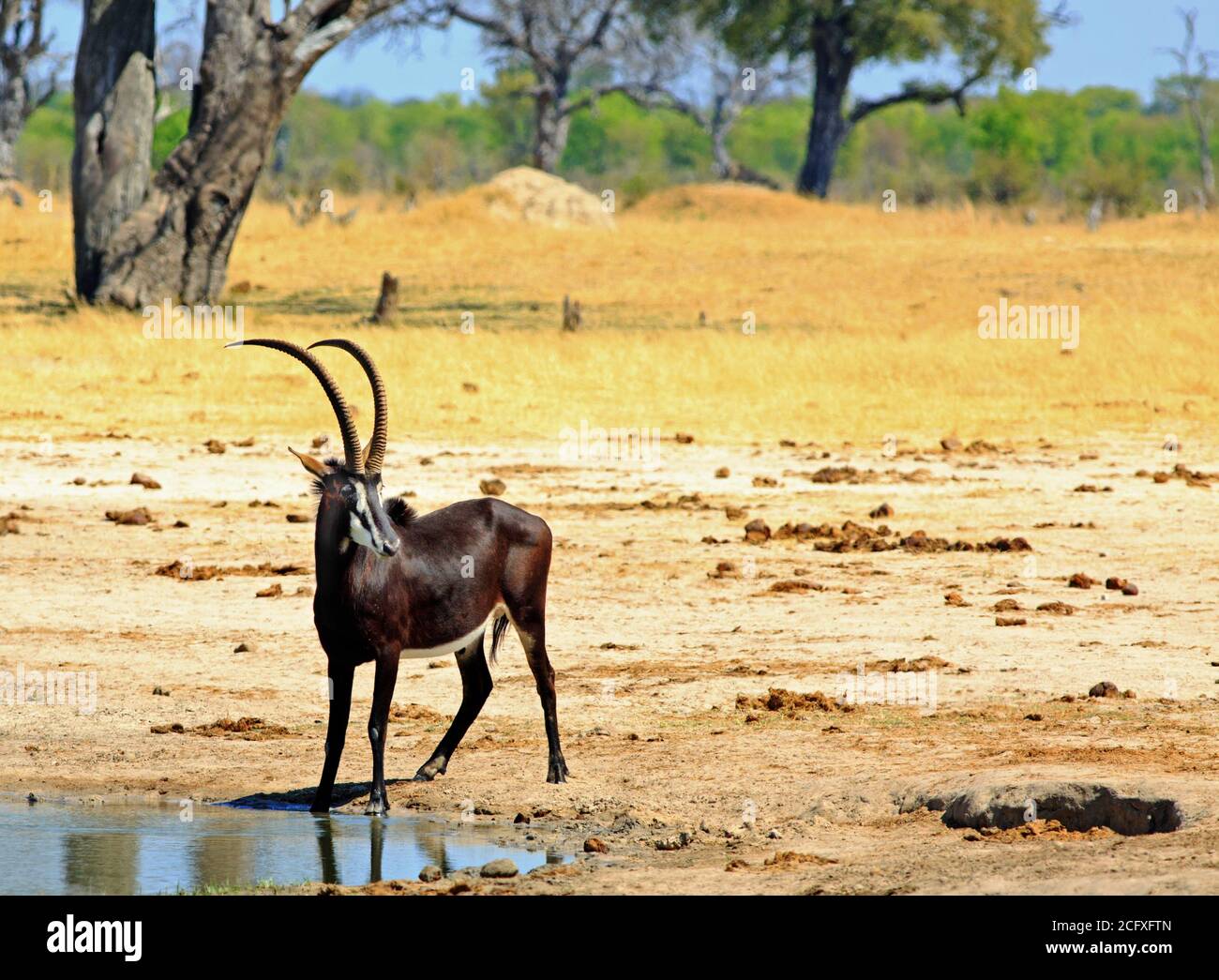 Handsome Adult Male Sable Antelope with long straight horns standing ...