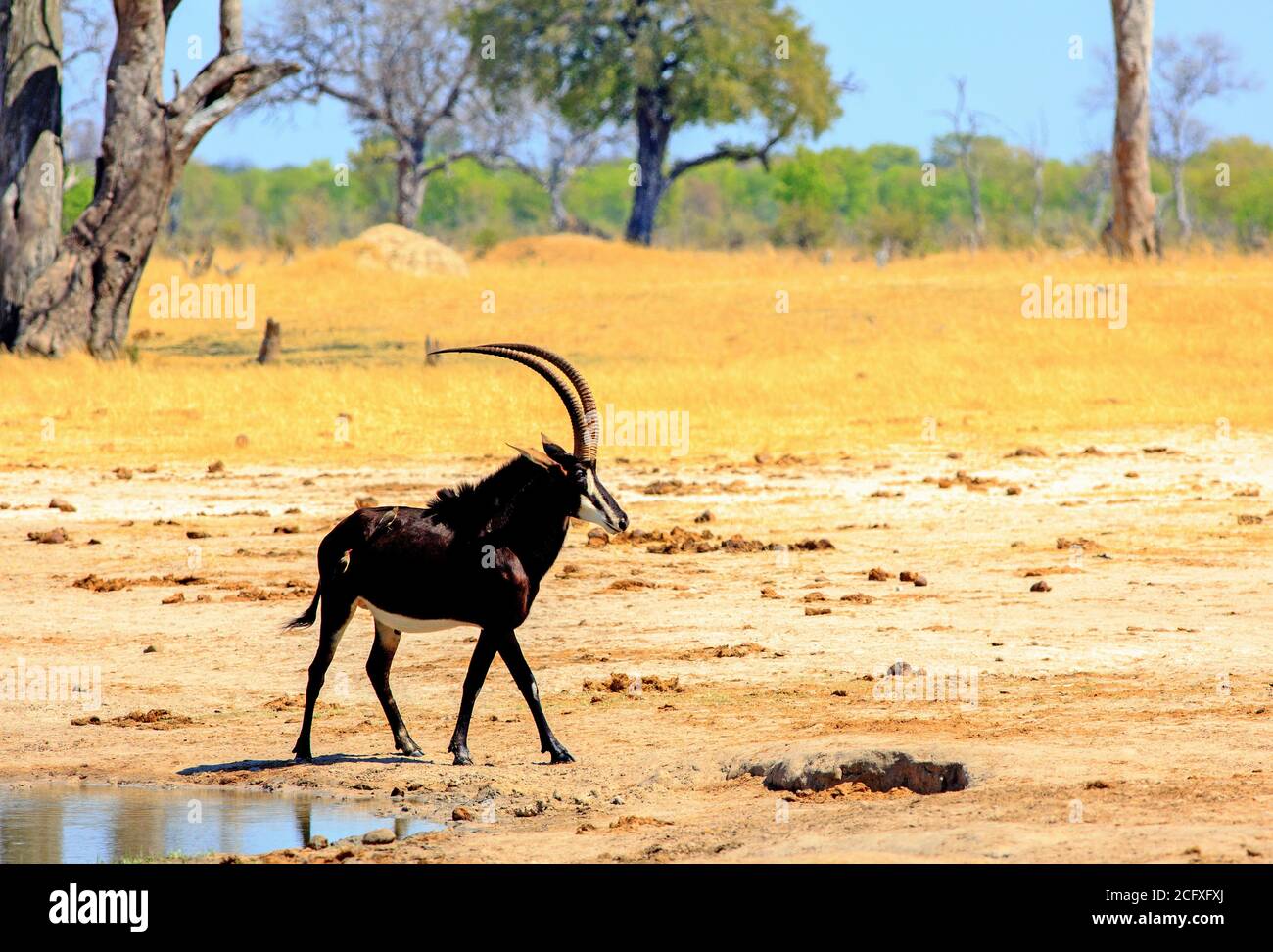 Antelope Horn Straight High Resolution Stock Photography and Images - Alamy