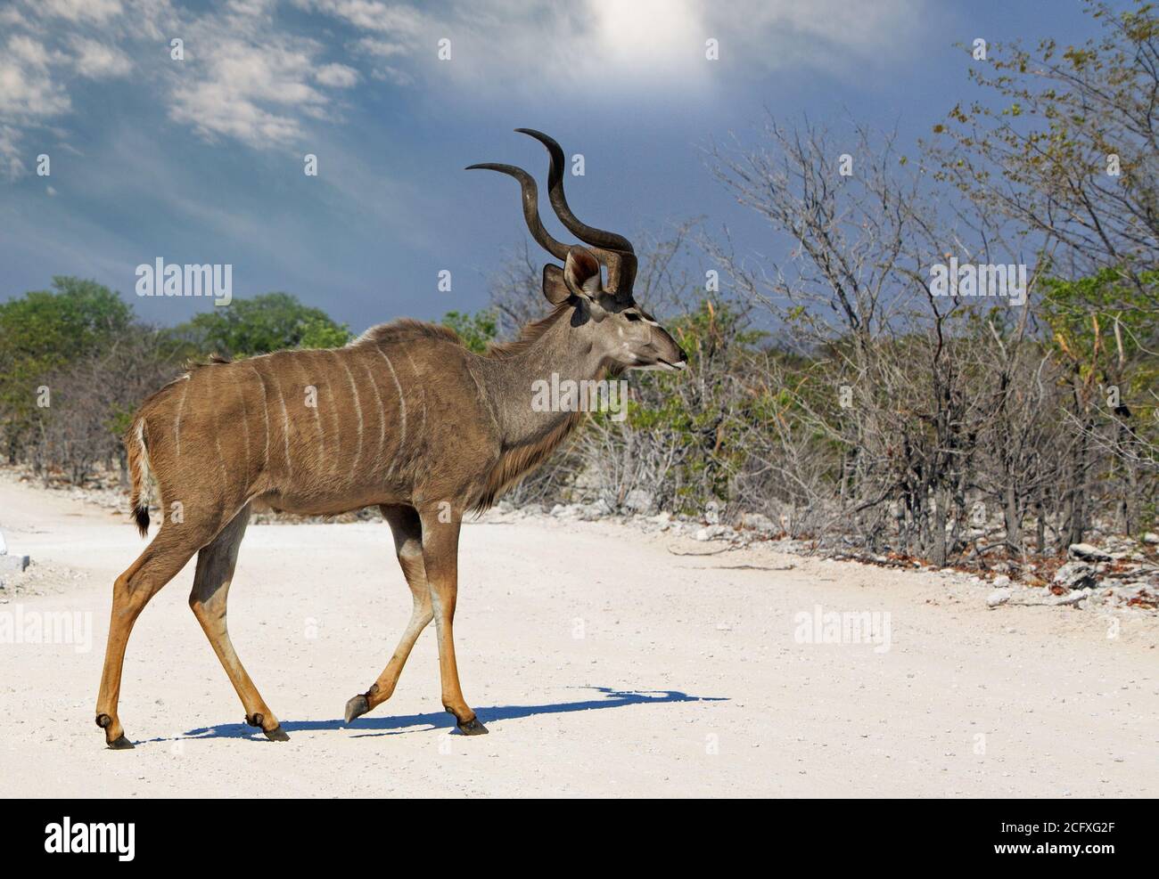 Kudo hi-res stock photography and images - Alamy