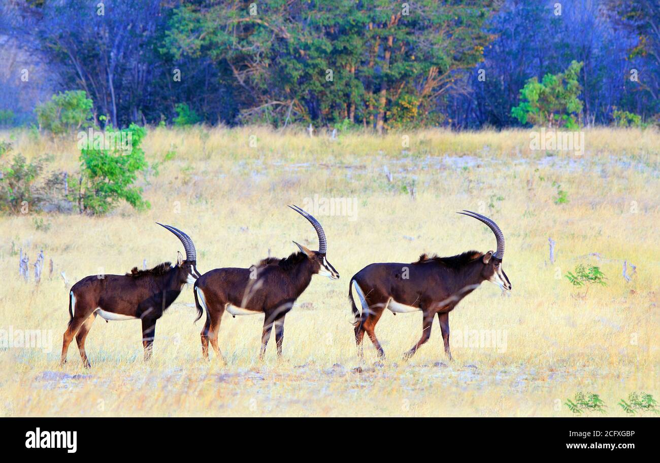 Sable antelopes hi-res stock photography and images - Alamy