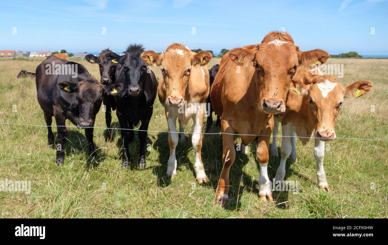 Channel Island Cows High Resolution Stock Photography and Images - Alamy